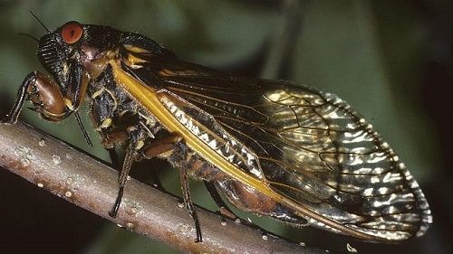 Insectos y larvas - Curiosidario