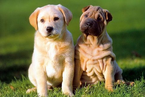 La cana que ayudo al perro - Curiosidario