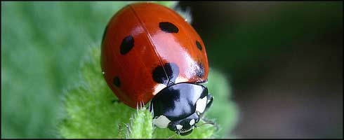 Insectos y larvas - Curiosidario