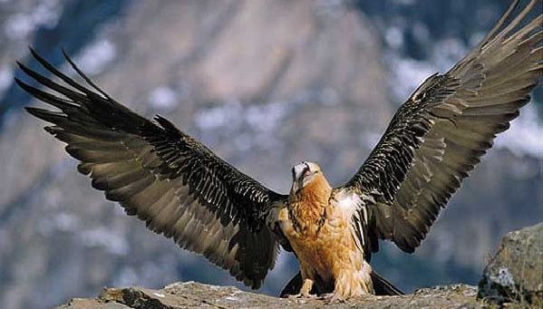 Aves rapaces - Curiosidario