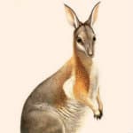 Listado de 42 animales en extinción y extintos - Curiosidario