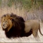 Listado de 50 animales en extinción y extintos - Curiosidario