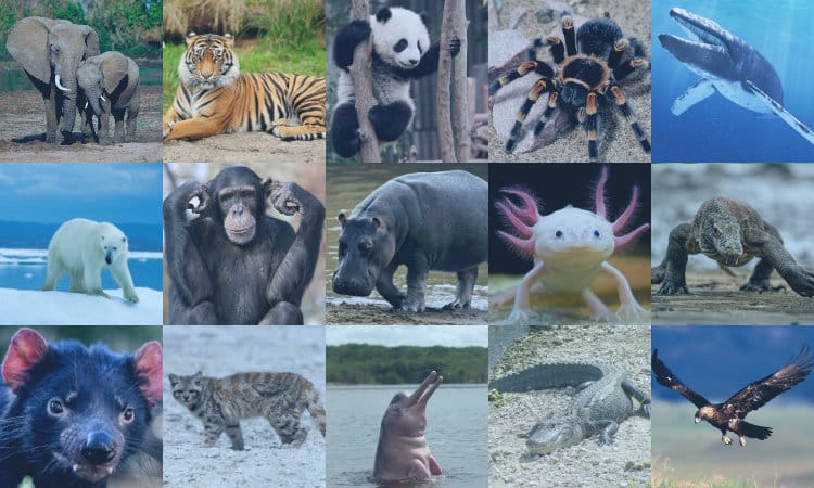 Listado de 42 animales en extinción y extintos - Curiosidario