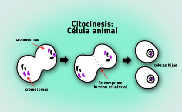Citocinesis: División citoplasmática