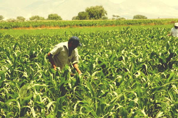 ¿En qué consiste el modelo agroexportador y cómo funciona?