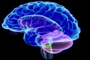 Liquido Cefalorraquídeo: importancia y ubicación dentro del organismo