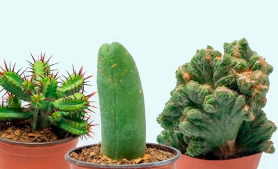 Todo sobre los cactus más raros - Curiosidario